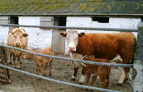 Predannack Manor Farm - A Later History of...