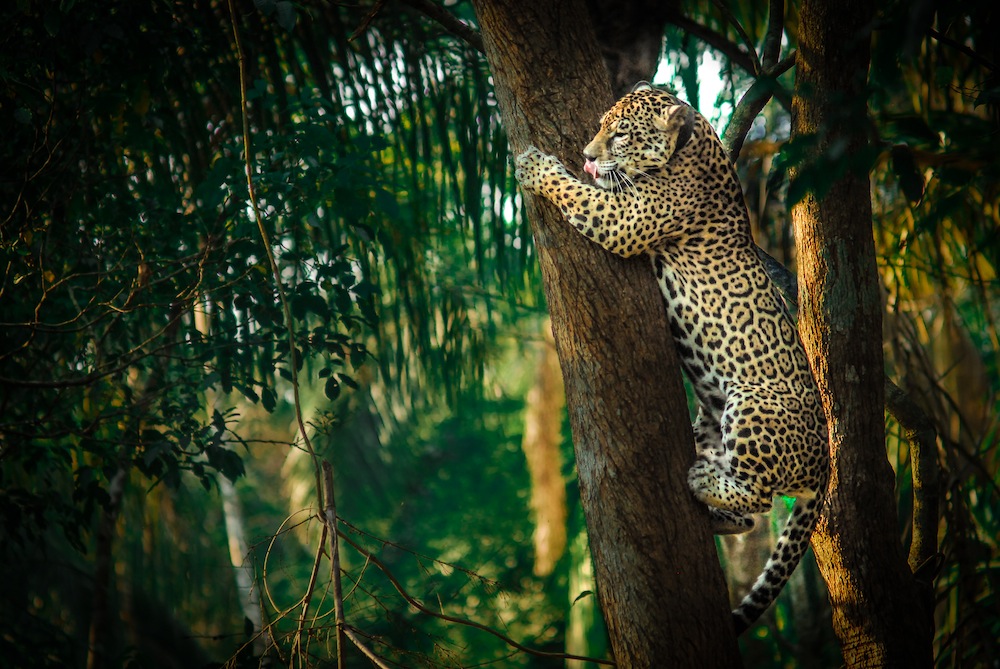 Betweenwhiles: El Jaguar
