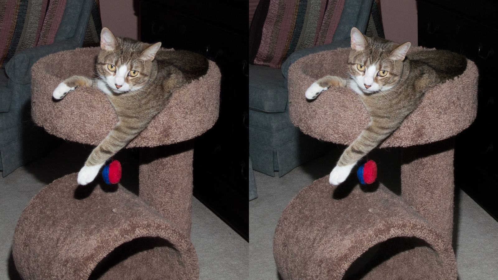 Andy Modla Photography 3D Stereo Photo Viewer Cat andy-modla-photography-3d-stereo-photo-viewer-cat