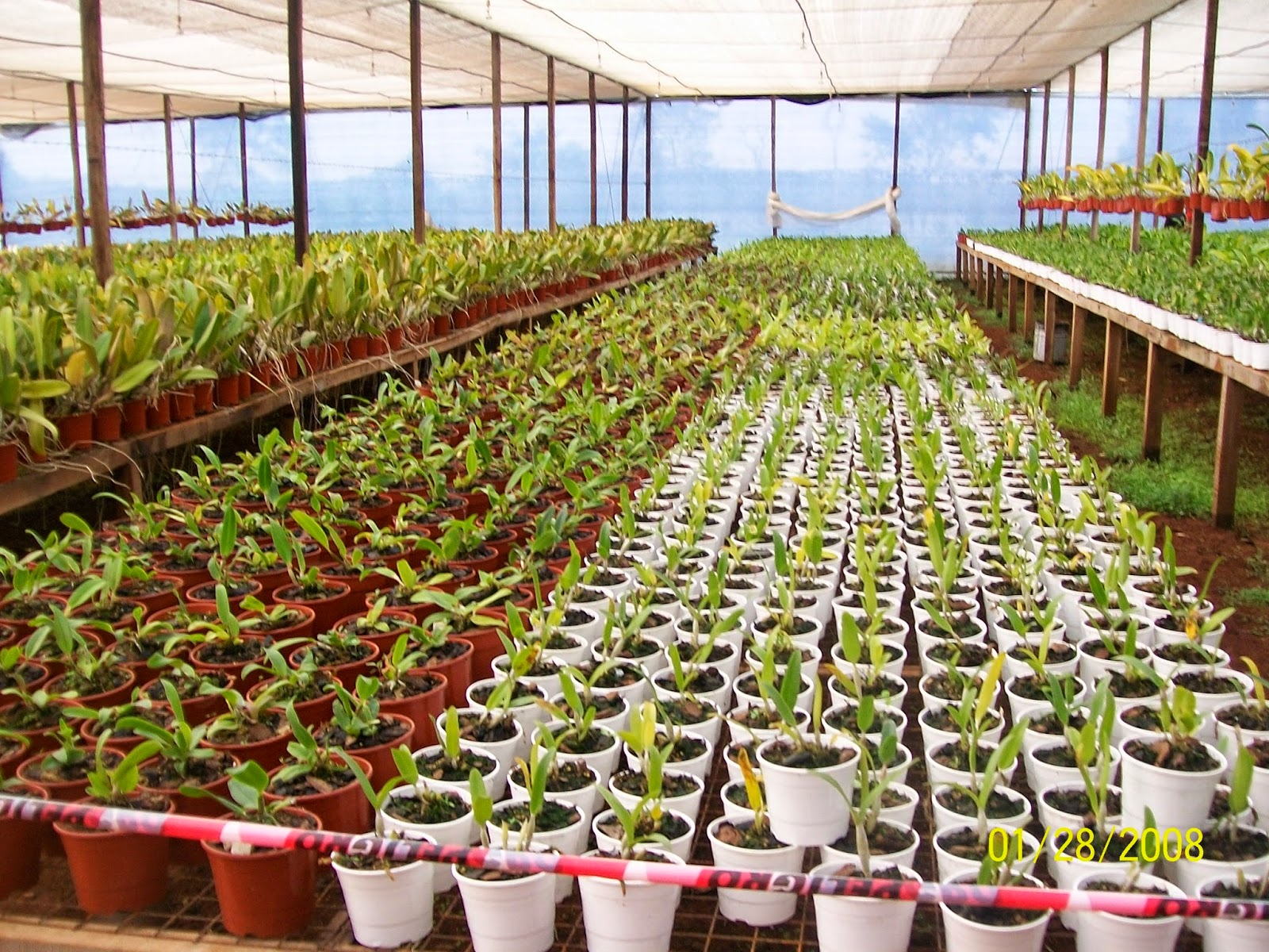 PRODUCCIÓN EN VIVEROS