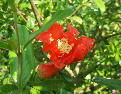 UN GRANADO EN EL JARDÍN Características y cuidados
