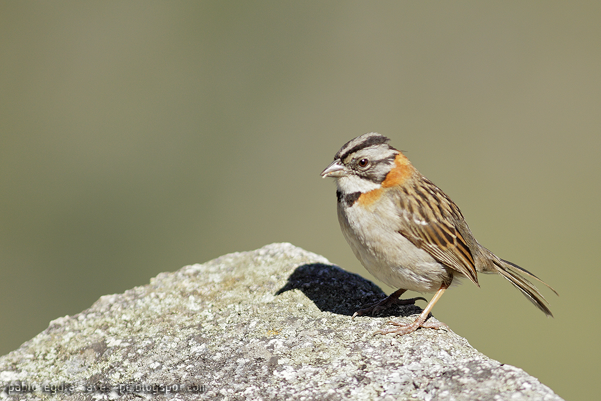 mis fotos de aves: Zonotrichia capensis Chingolo Rufous-collared Sparrow