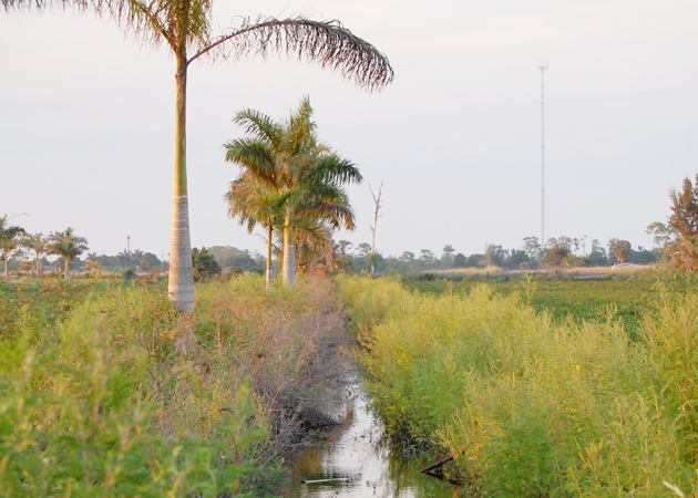 The Florida Land Report: For Sale: Florida Ag Reserve Farm, Palm Beach ...