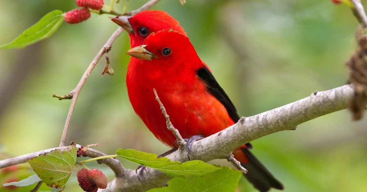 The Strange Bird with Two Heads - Moral Stories For Children