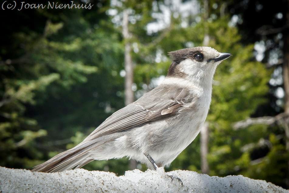 Pacific Northwest Photography: Gray Jay at Washington Pass