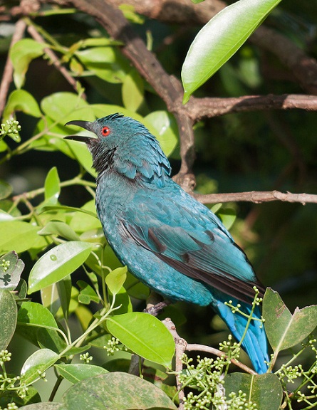 Bird Pictures and Information