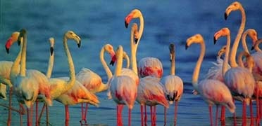 Safari Sri Lanka: Vankalai Bird Sancturay - Mannar Sri Lanka