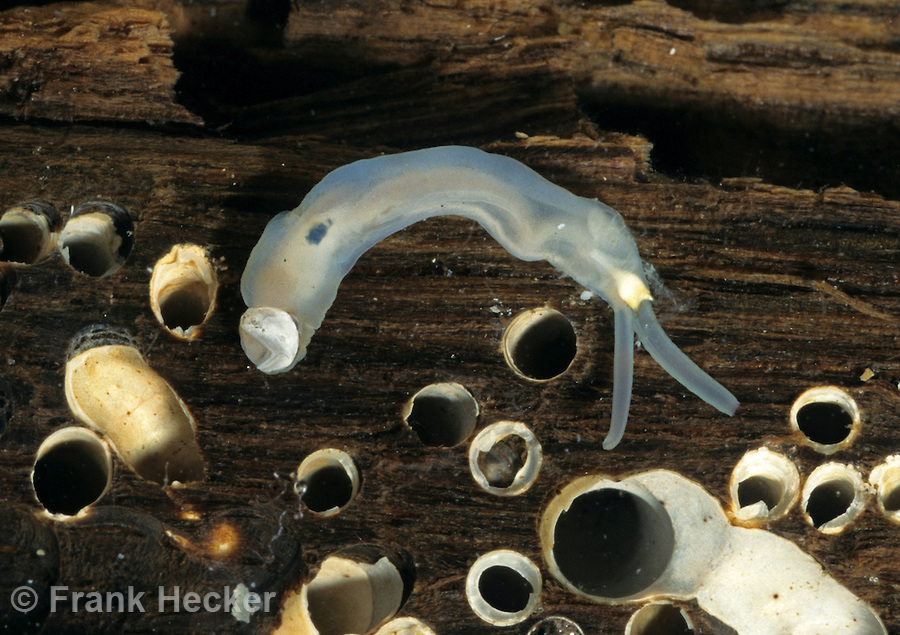 Caminantes del Desierto: LA BROMA DE LOS CAMANCHACOS