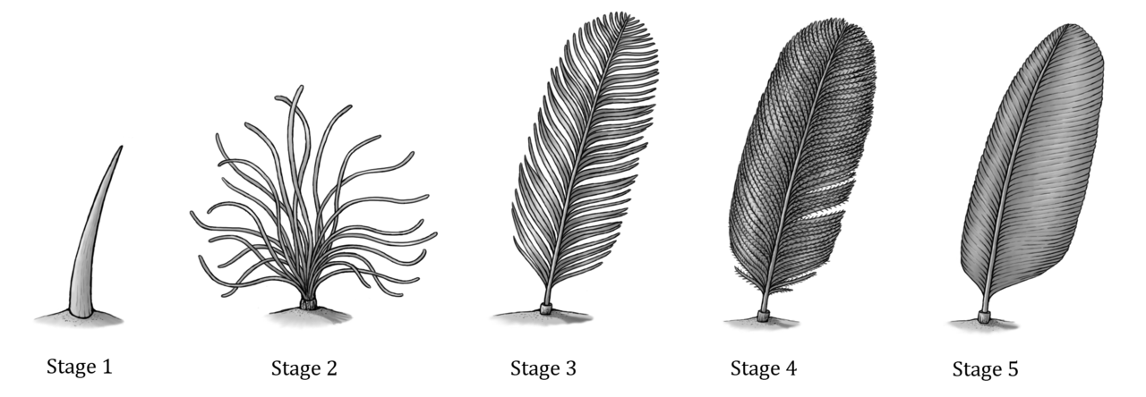 Tetrapod Flight: From feathers to flying dinosaurs
