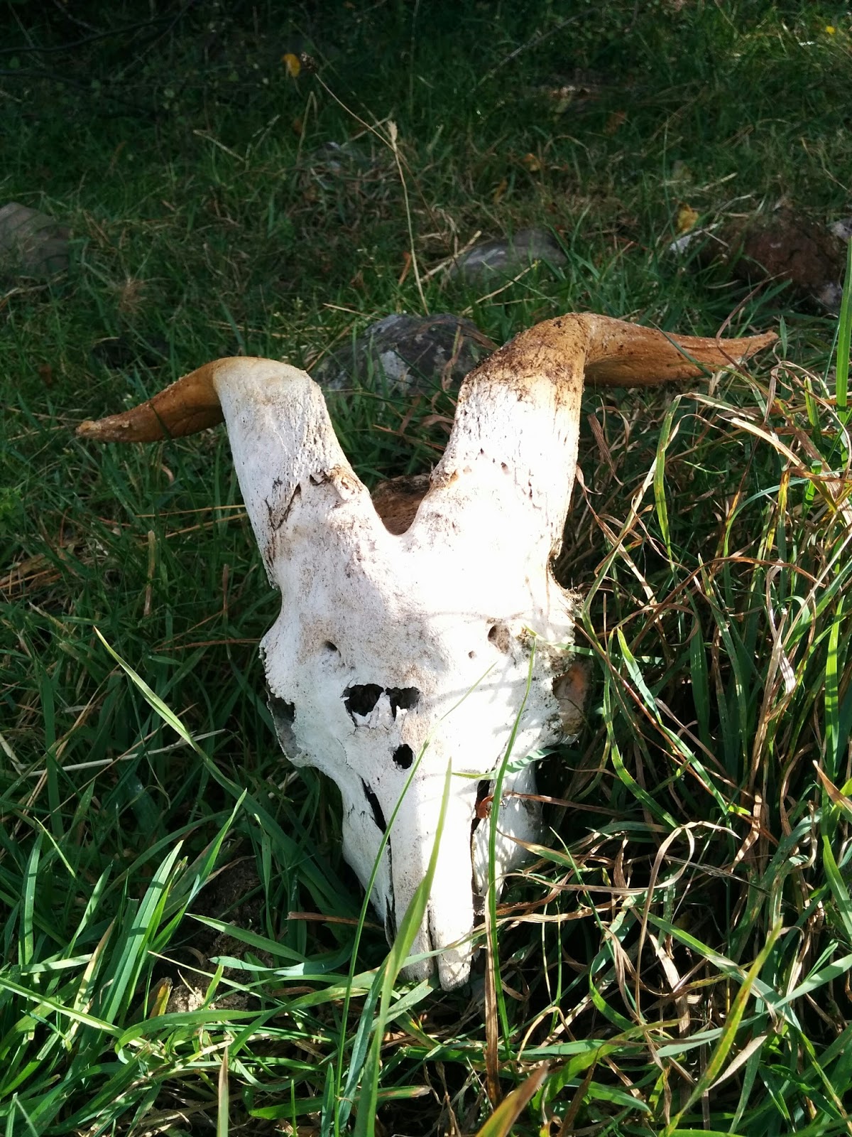 Amber's Blog: Adventures in Birding - Bush Birds of Banks Peninsula