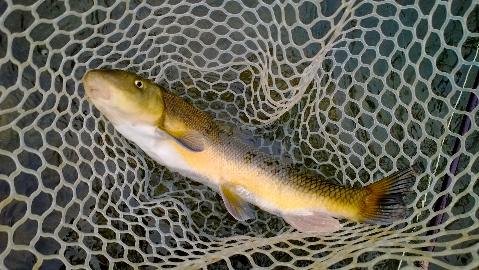 Keep Calm and Fly Fish: Debunking The Trash Fish of California