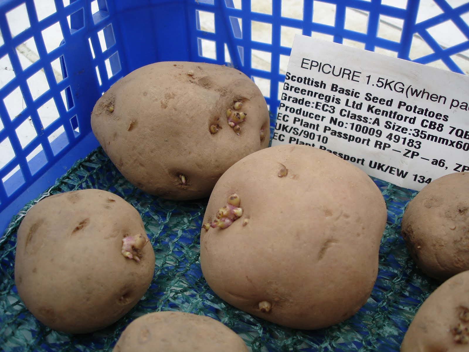 Down on the Allotment: Epicure Potatoes