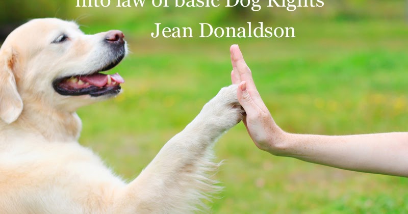 Dog Rights and Understanding the Needs of Cats