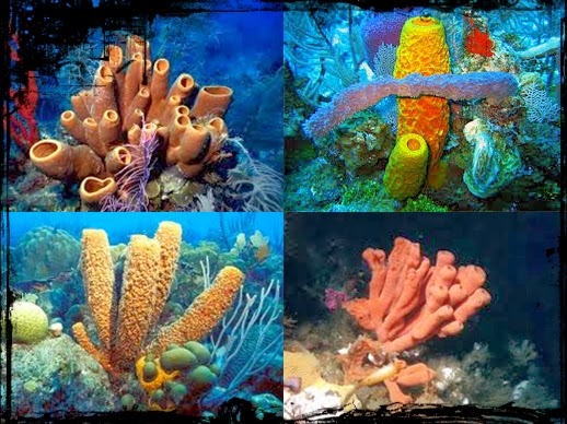 our dreams: AVERTEBRATA SUB FILLUM PORIFERA