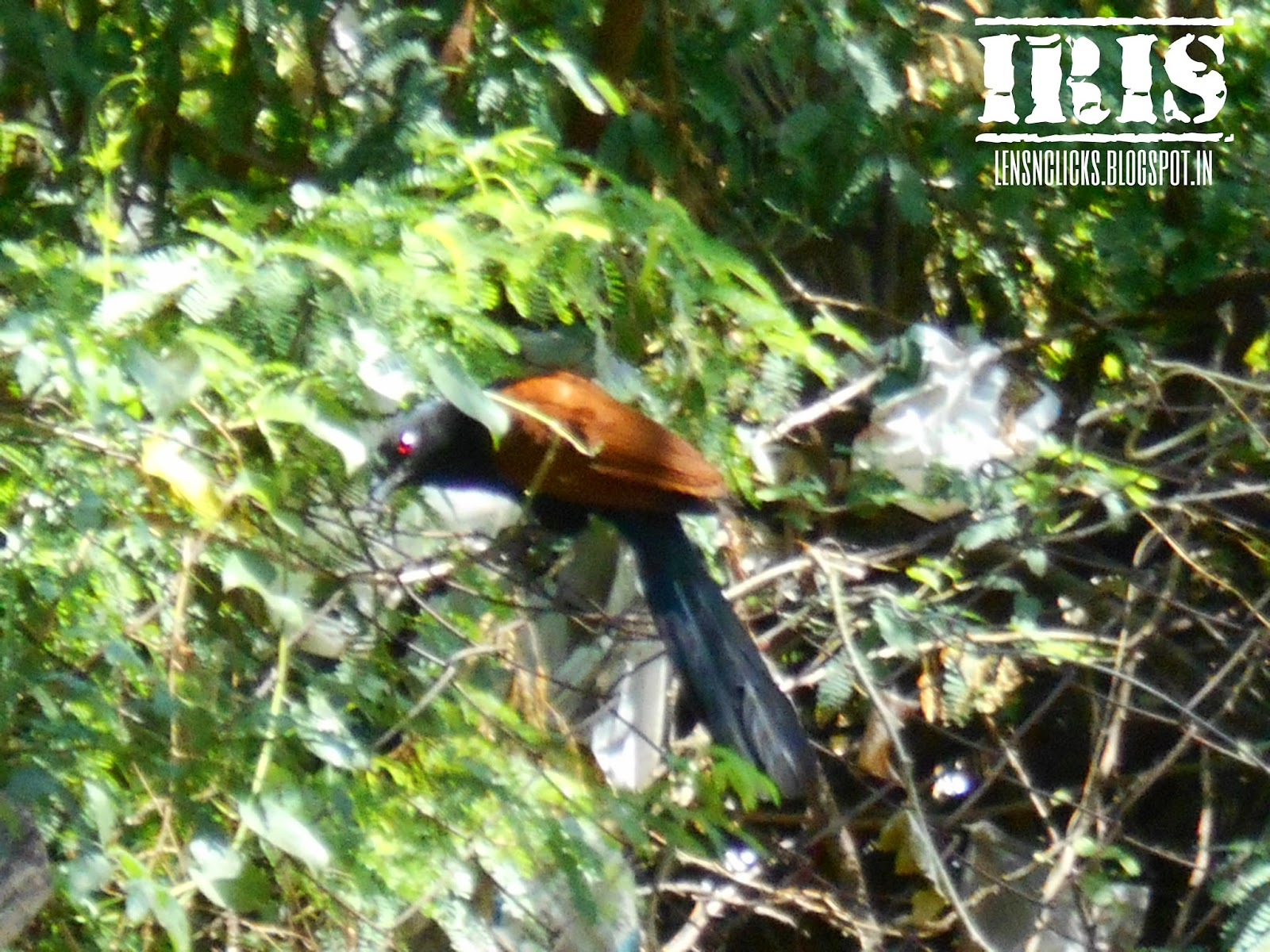 Greater Coucal Bird | Chemboth | Uppan | Iris