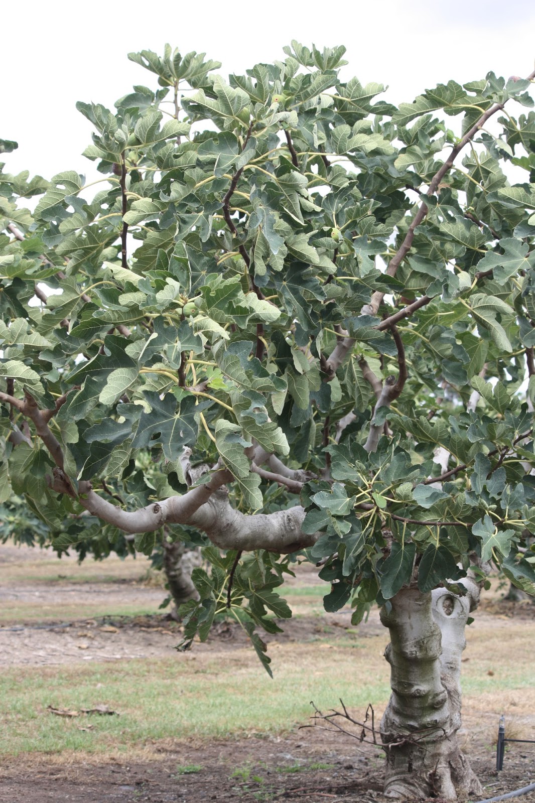 Glen remembers: Withered fig tree