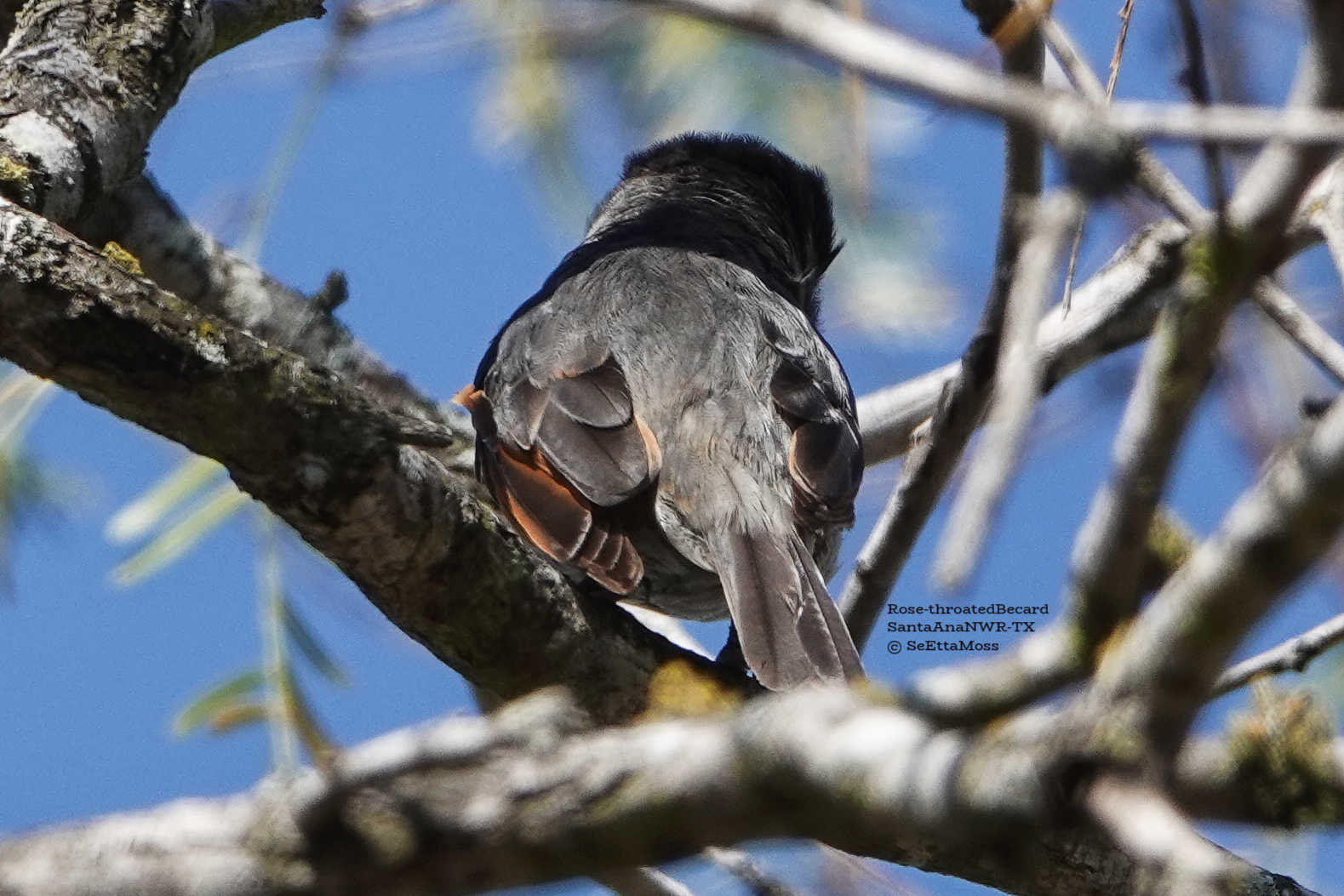 The Rose-throated Becard, back view