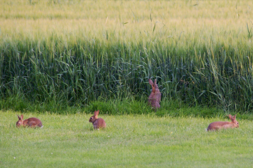 Jardin de la Sauvagine: "Lapins Land", un petit coin pour les lapins de ...