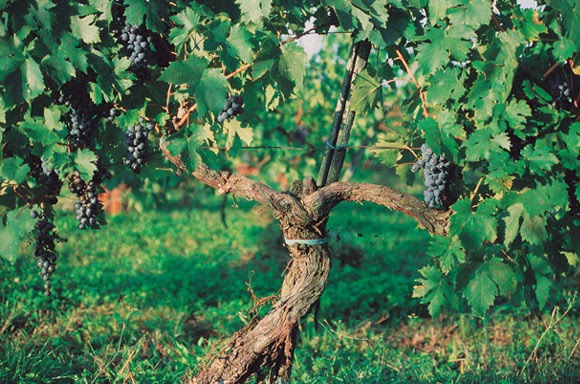 Patio de los Gentiles: La vid y los sarmientos