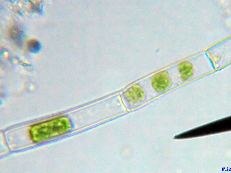 Microorganismo del agua.: RHIZOCLONIUM, GENERO CIANOFÍCEAS.