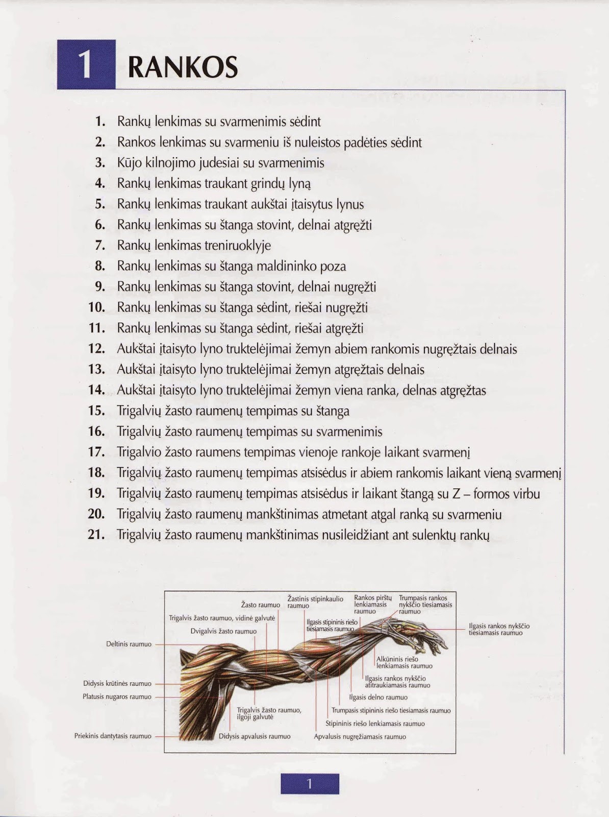 Pratimai raumenims: Rankos