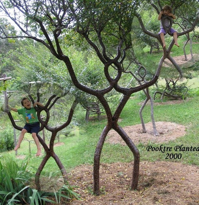 THE SEED: A Landscape Design Blog: Pooktre Tree Shaping and the Art of ...