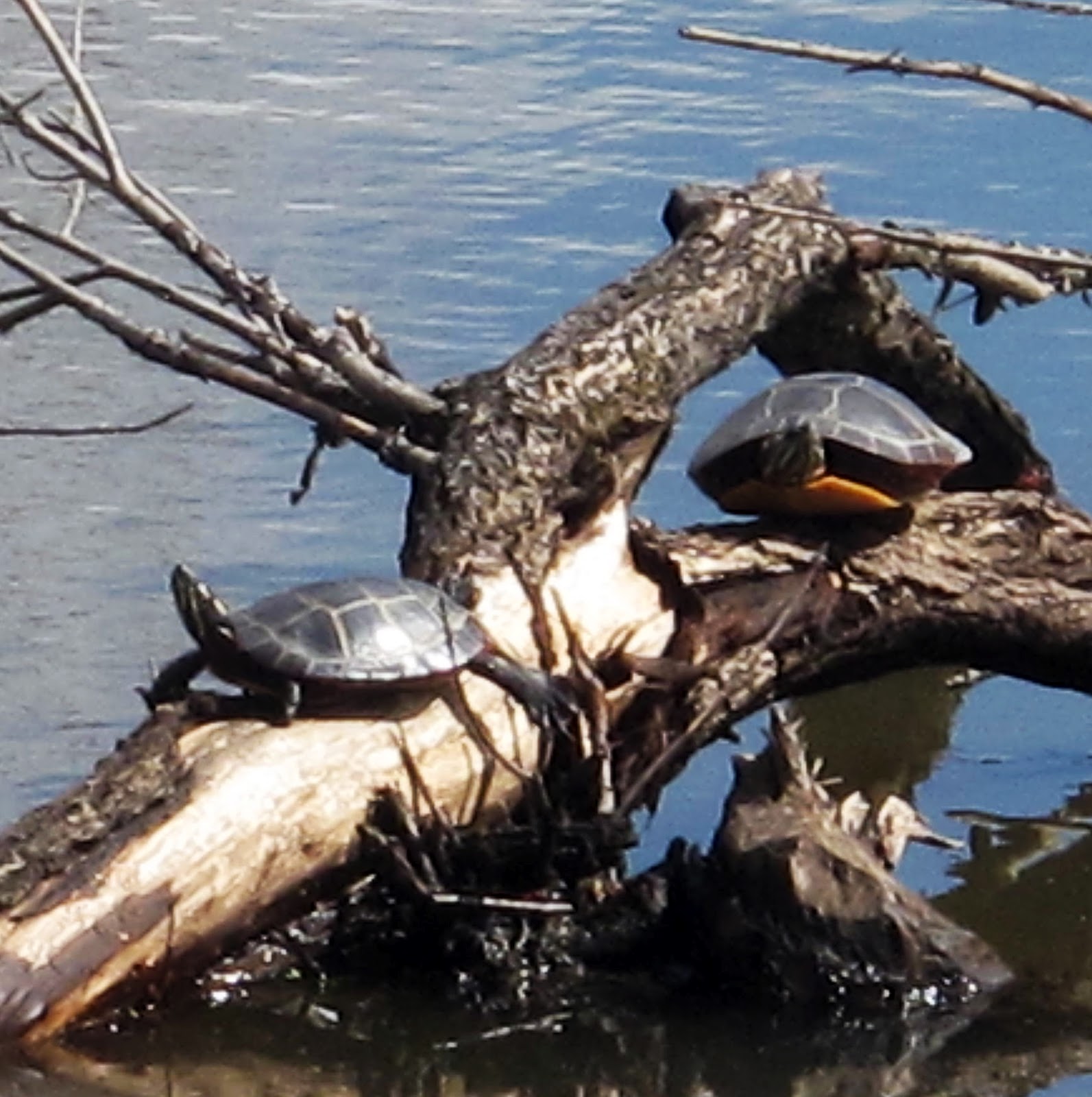 Facing Autism in New Brunswick: May 2012