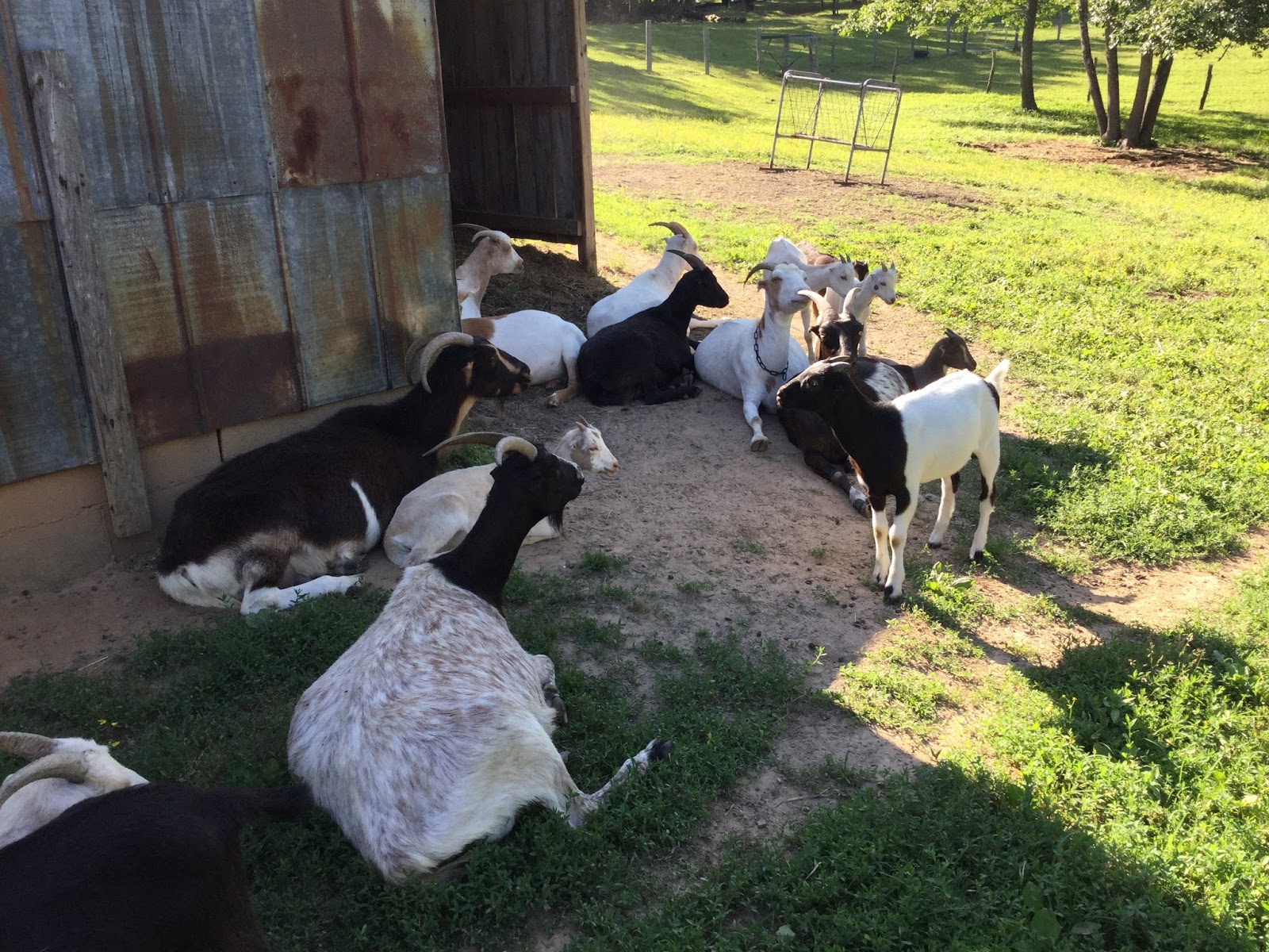 Sassy Goat Milk Soap