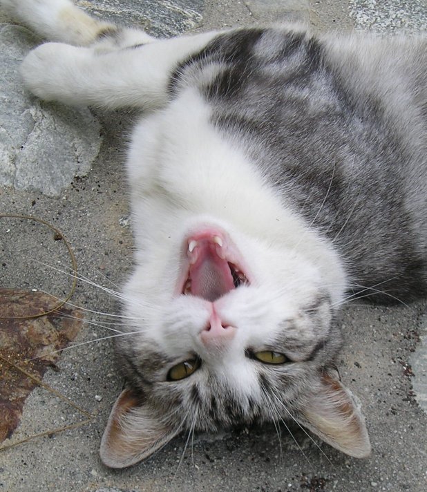 El maullido de los gatos, un invento doméstico ~ Misión curiosity