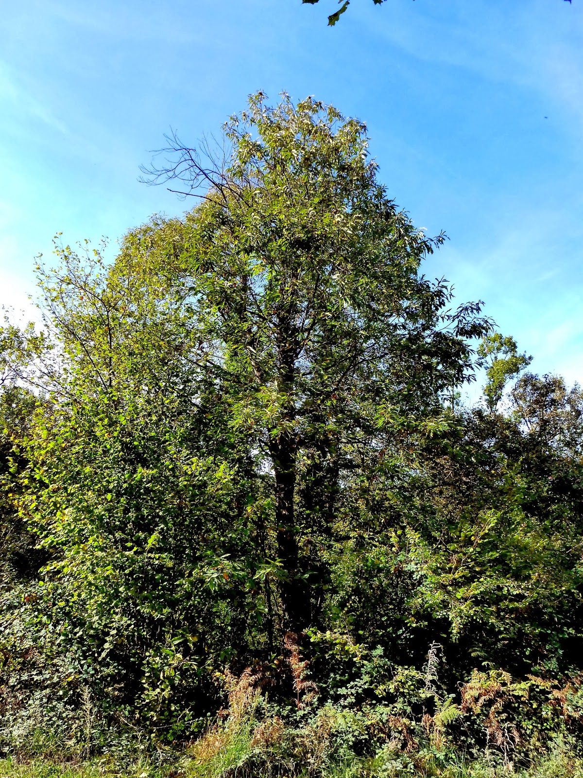 Árboles con alma: Castaño. Castanyer. (Castanea sativa)