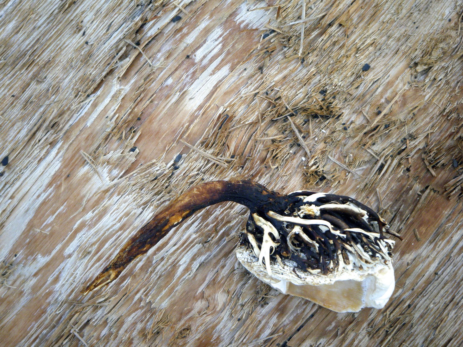 Living in Kodiak: Kodiak snakes