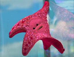4 Disney Peach " Starfish " From Finding Nemo Characters Wallpaper