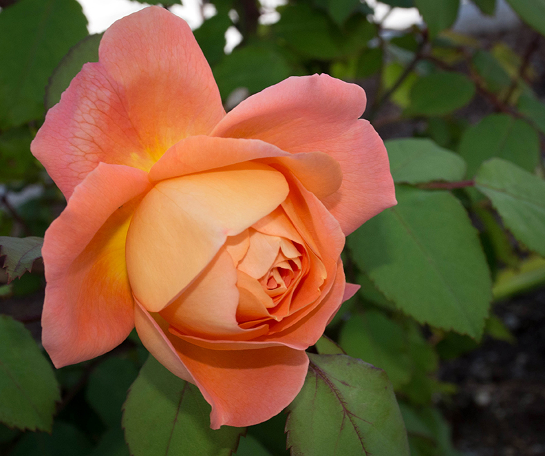 Pacific Science Center Life Sciences: The Subject is Roses