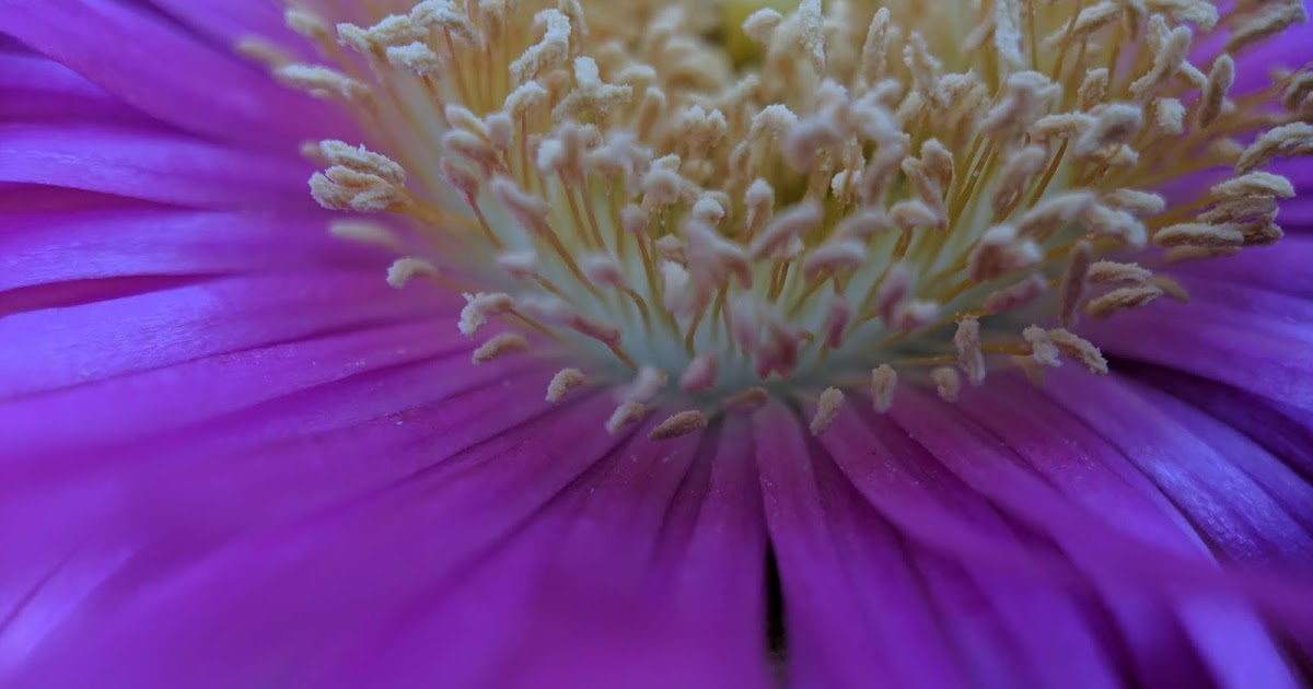 TravelMarx: Selected Flora of Pantelleria (Sicily, Italy)