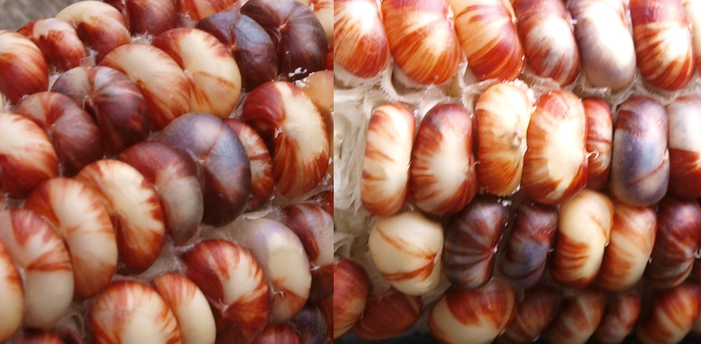 KnitOwl: Blue aleurone, red striped pericarp - crossing my Indian corn