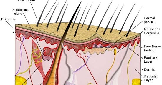 Sistem Integumen pada Manusia