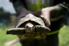 Frutas,Animales y platos típicos de Popayan: Animales del departamento ...