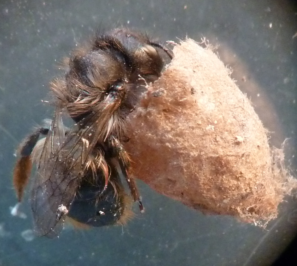 Dave Hubble's ecology spot: Ye olde bee log