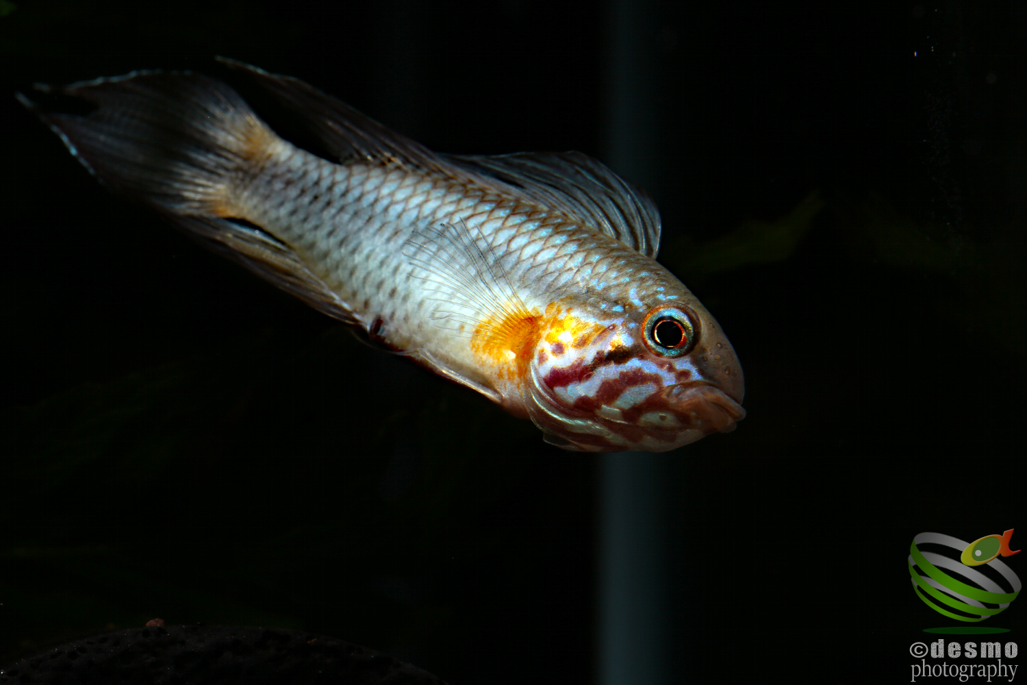 期待をよそに | アピストグラマに魅せられて