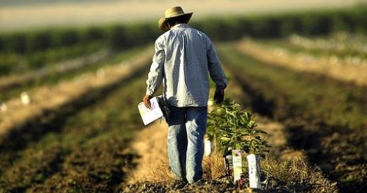 Petani - Pengertian, Jenis, Golongan, Peran, dan Bentuk Pertanian