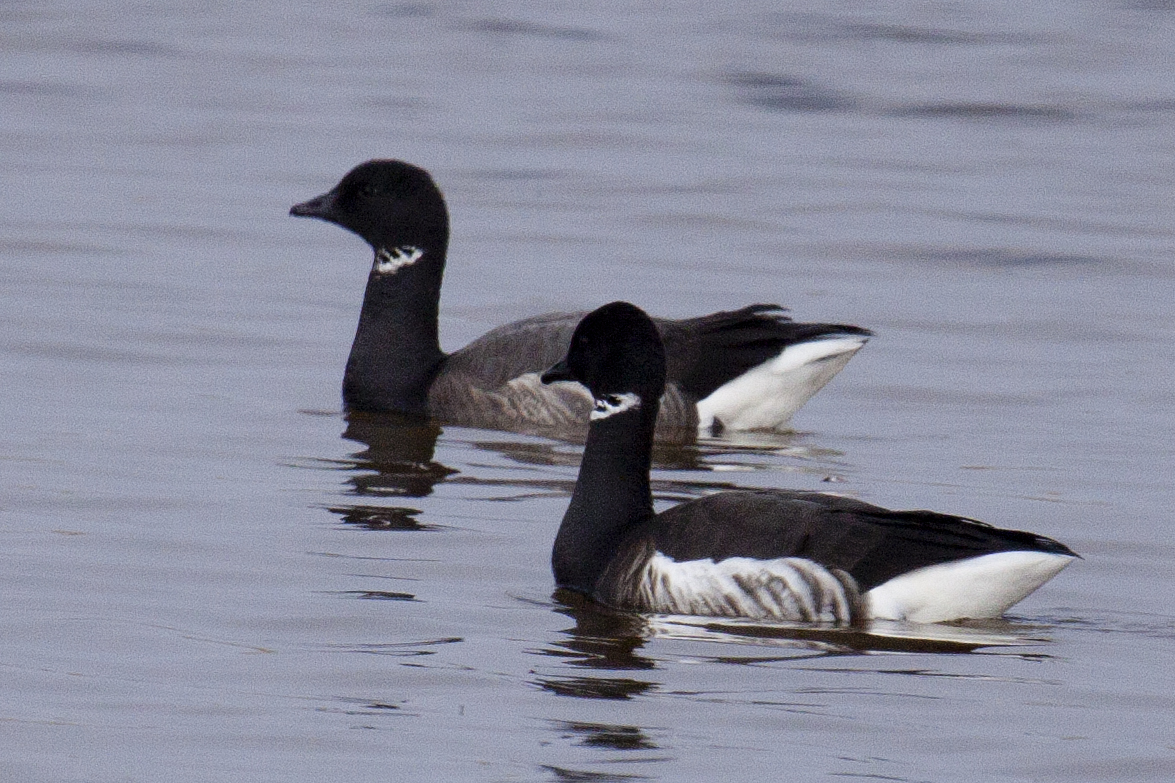 Sharpes birds: Black Brant