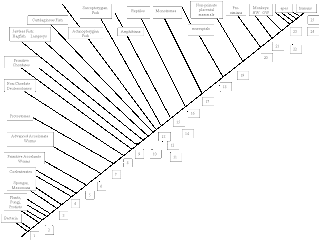 Cartilaginous Fish: Evolutionary tree/ Cladogram