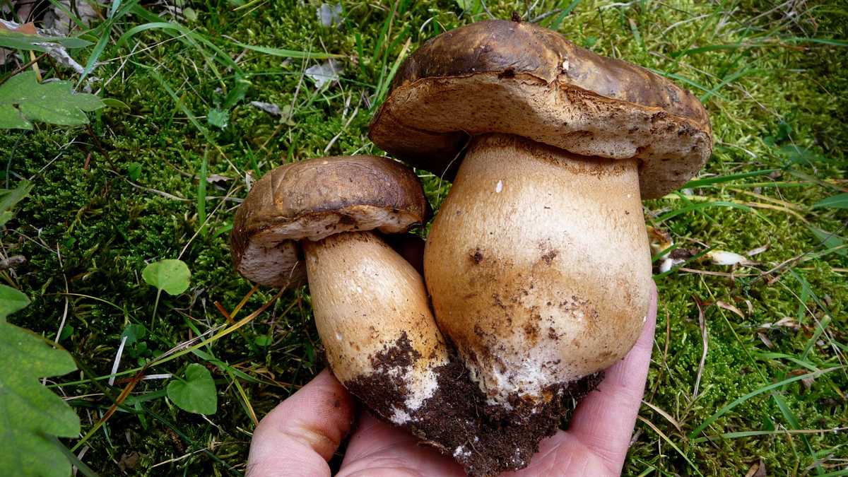 r o b i n 's y a r d: Boletus (I)