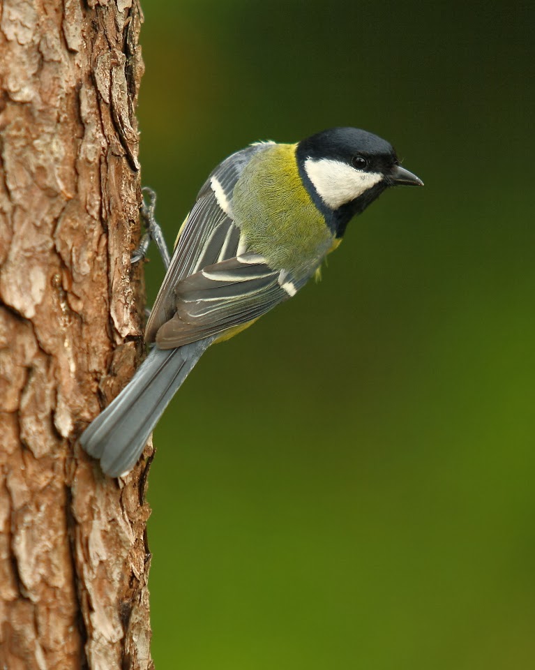 NATURAGIRONA: PASSERIFORMES