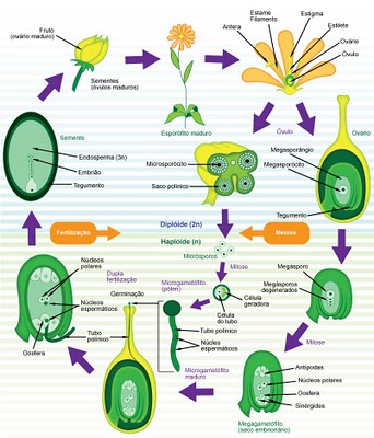 BIO POINT: Reino Metaphyta