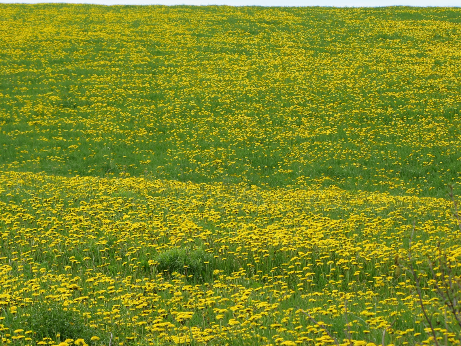 Pictures and Pursuits: Spring Fields