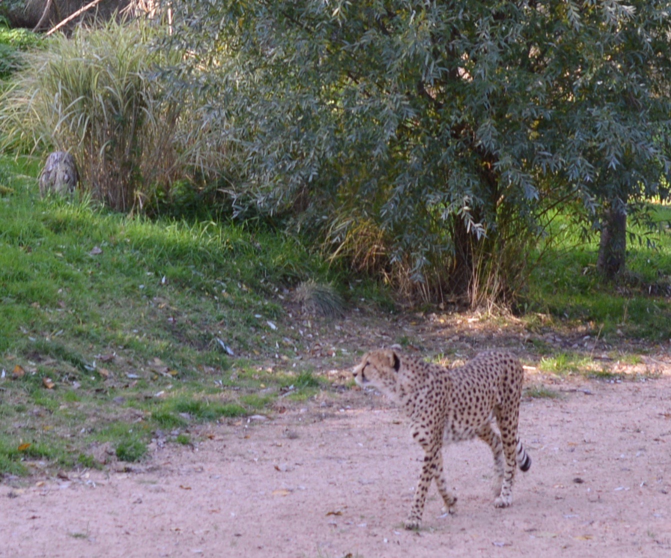 Tips for Visiting Chester Zoo from Newcastle | North East Family Fun