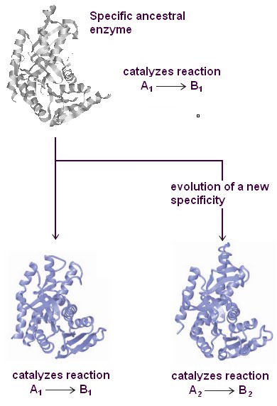 Sandwalk: The Evolution of Enzymes from Promiscuous Precursors