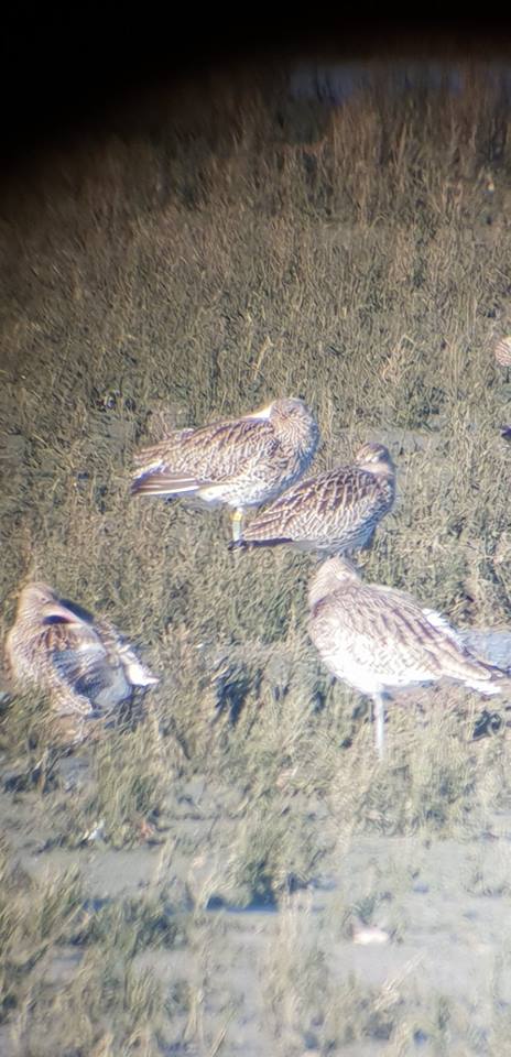 Chough Junior Birders: Curlew Country Offspring Visit Cornwall