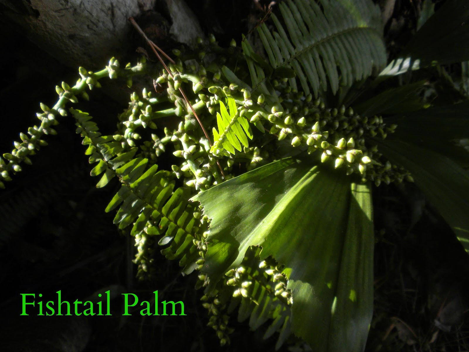 MadSnapper: Fishtail Palm - Back yard